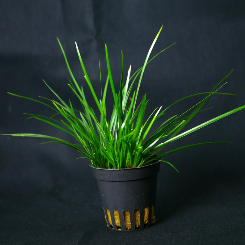 Acorus gramineus pussilus Pot 5cm