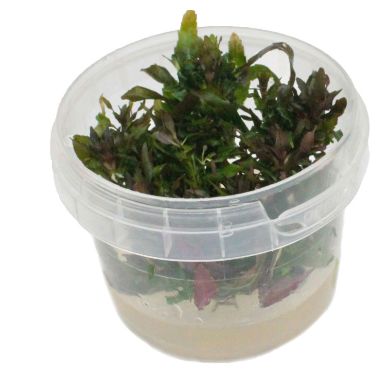 Pogostemon stellatus / Eustralis stellata In Vitro 5cm