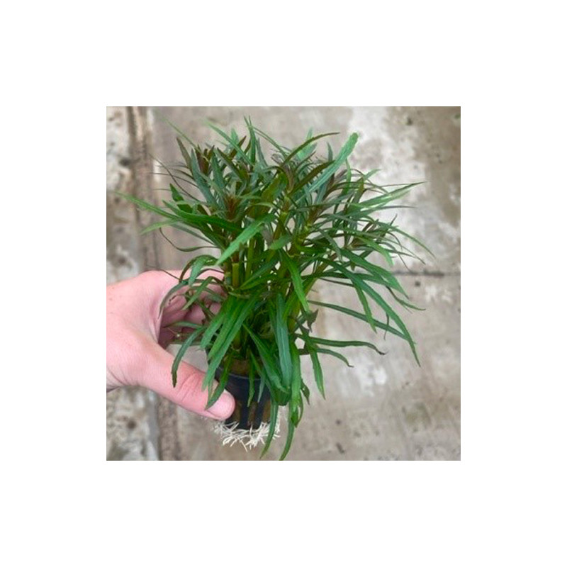 Eustralis stellata grof Pot 5cm